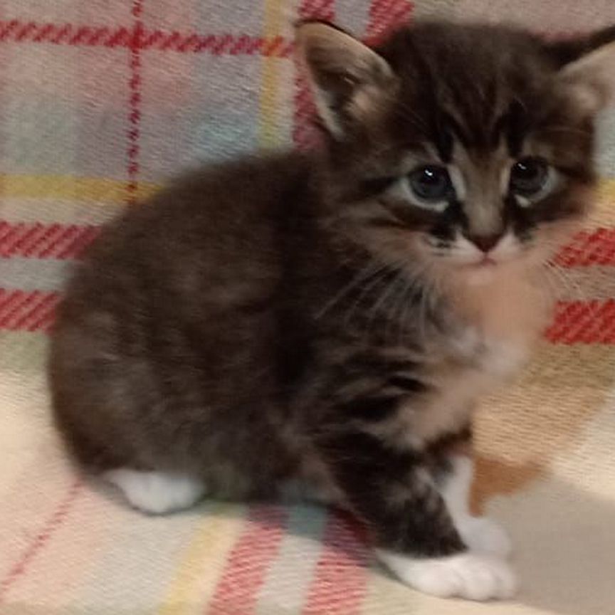 Сибирский котёнок девочка