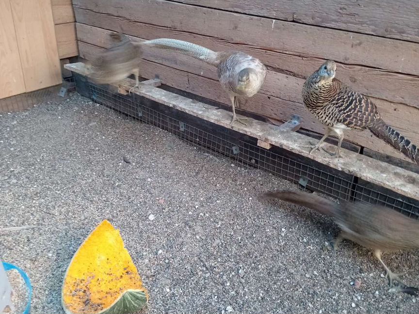 Фазаны алмазные