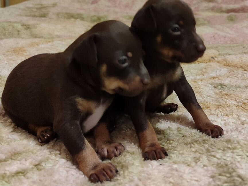 Той-терьер щенок