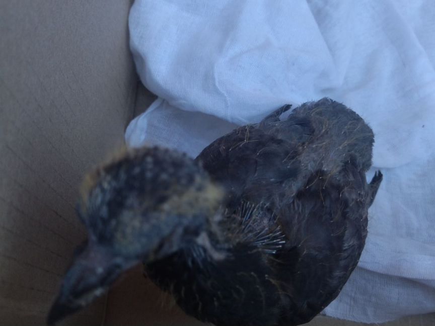 Птенец голубя