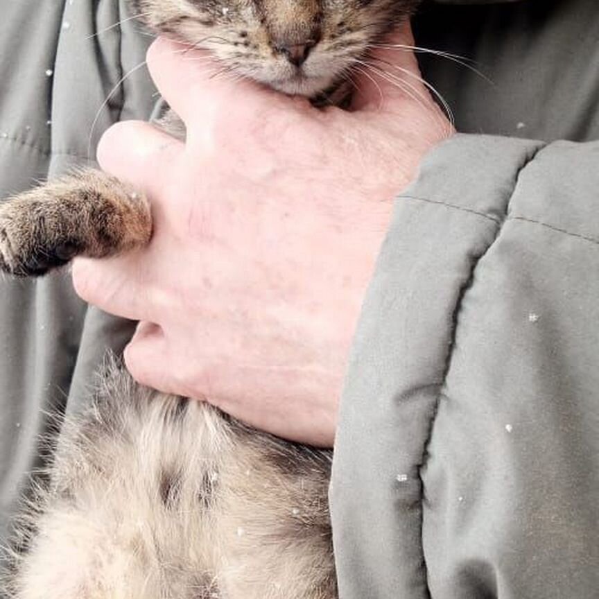 Котенок слепой замерзает на улице