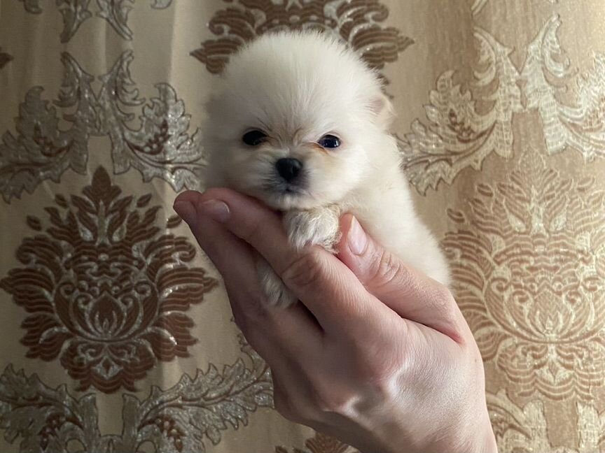 Померанский шпиц