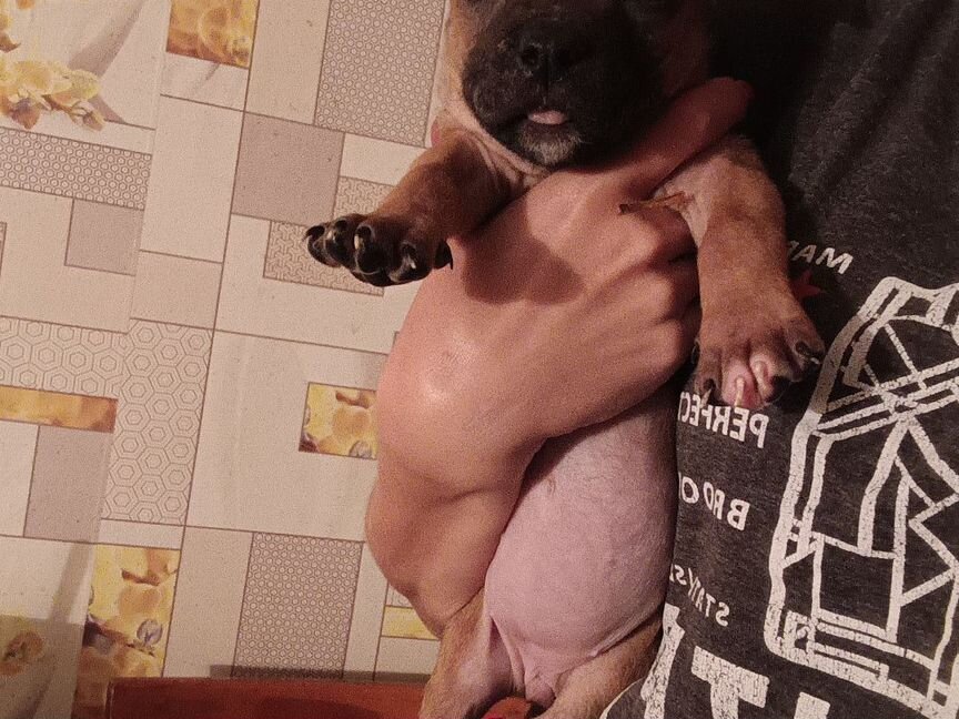 Стафф