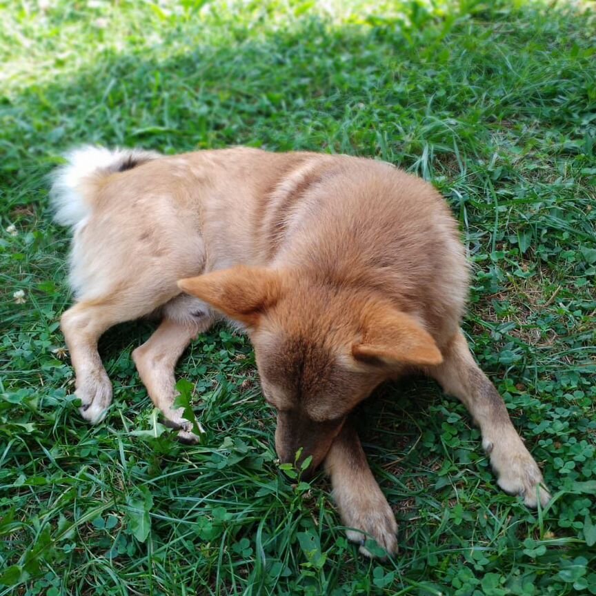 Собачка ищет дом