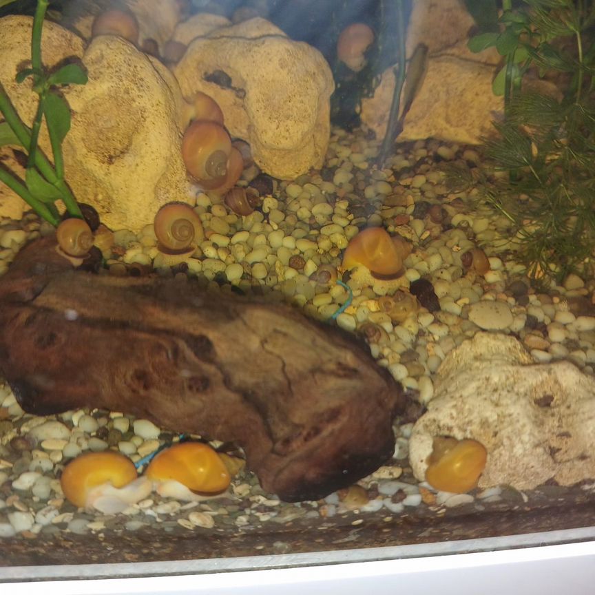 Продам улиток Ампулярия желтая и коричневая от 1 д