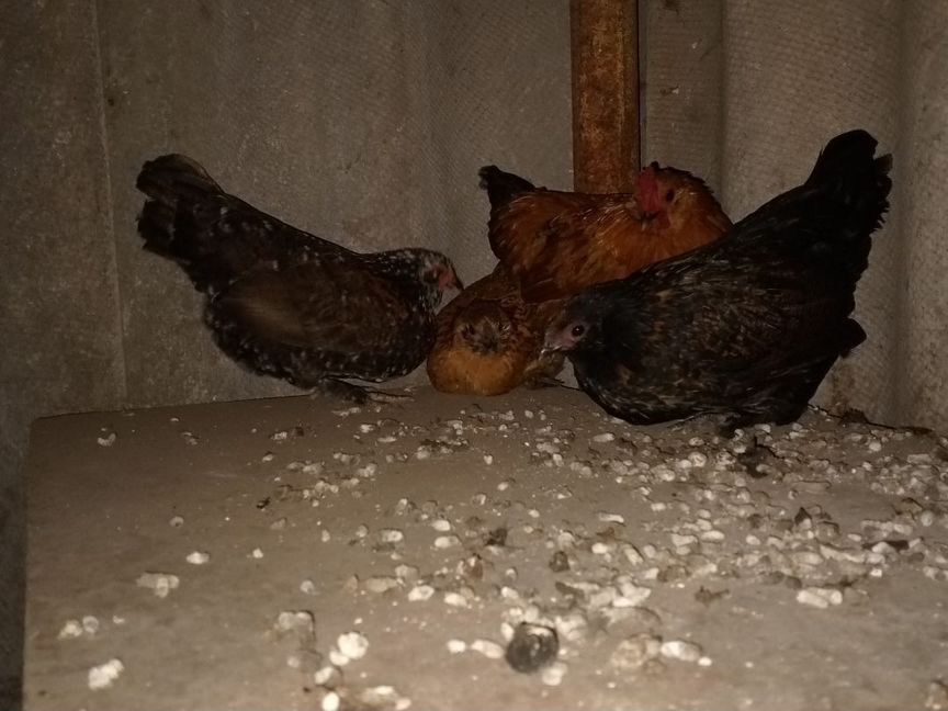 Семья 1 петух 3 курочки 2500