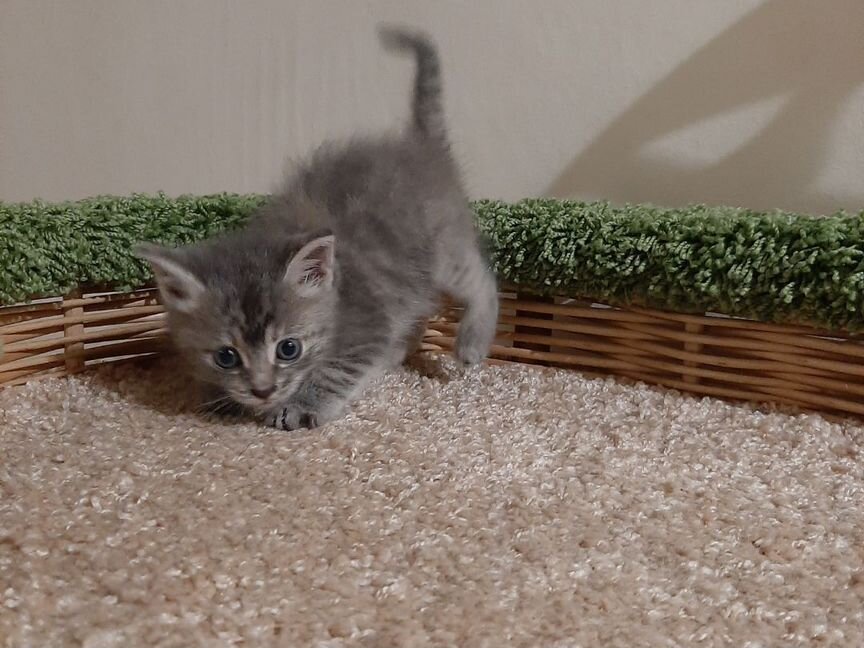 Котенок в добрые руки