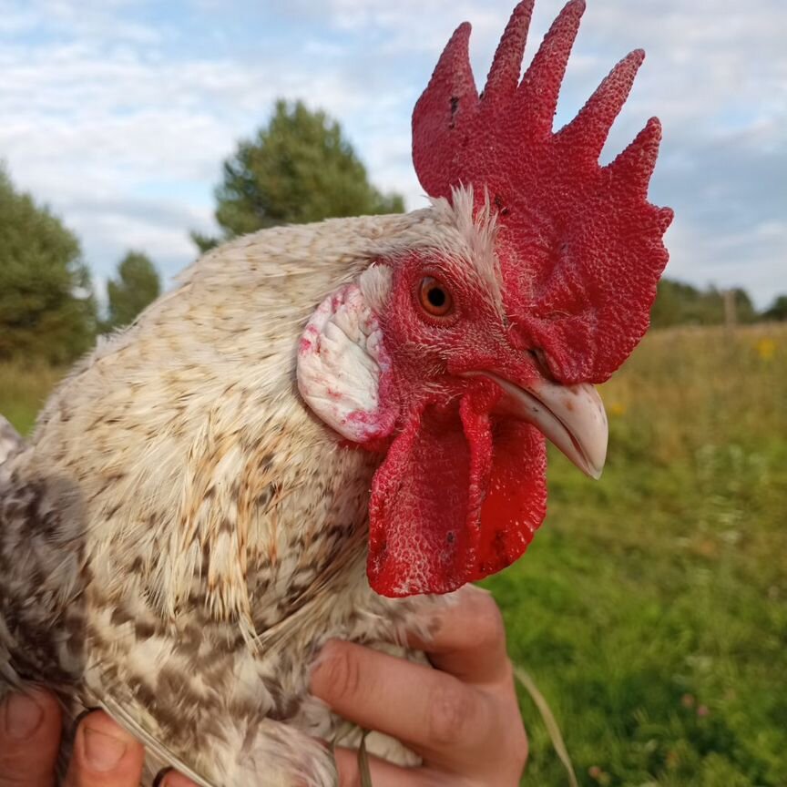 Петухи породы легбар