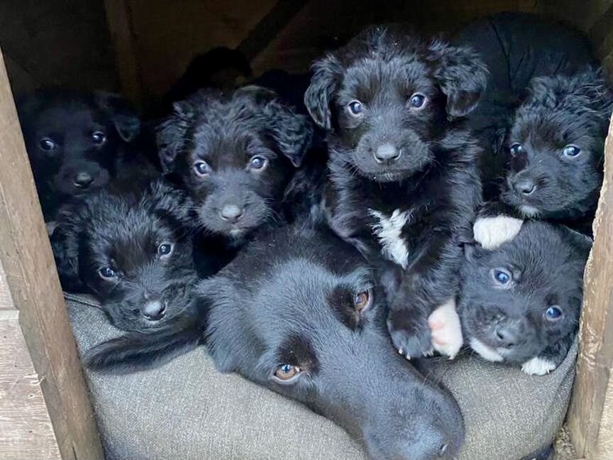 Кутята немецкой овчарки