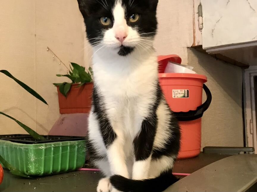 Котенок в поисках дома