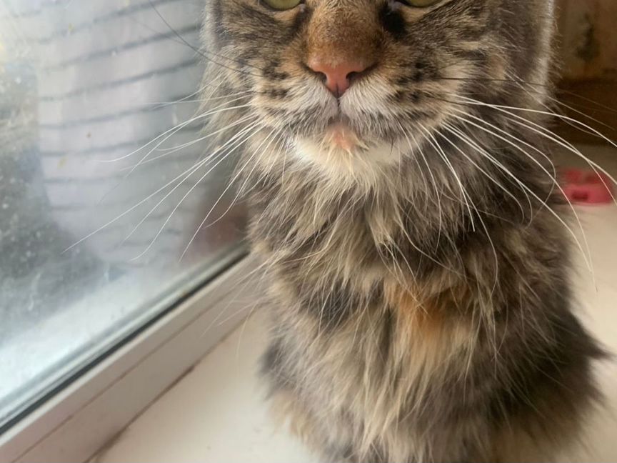 Девочка Ариша