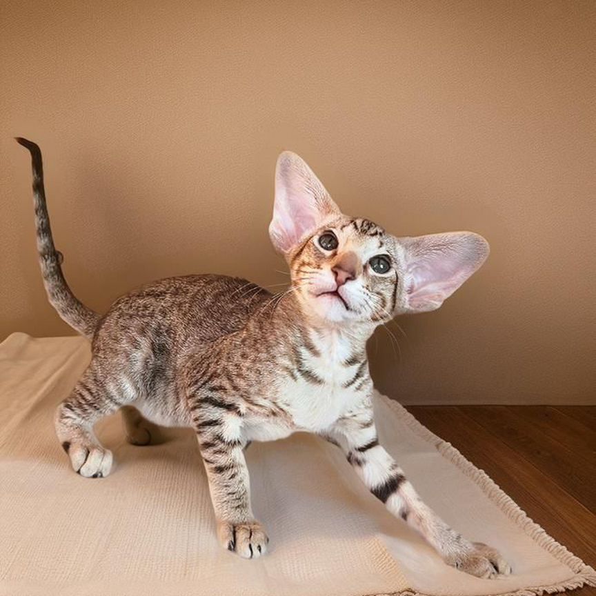 Ориентальные котята
