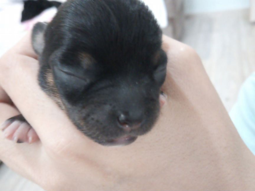 Щенок той терьера