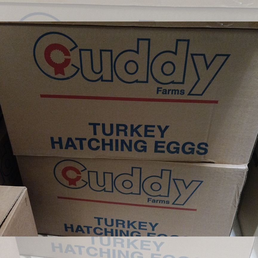 Инкубационное яйцо индейки,бройлераКобб500,голошея