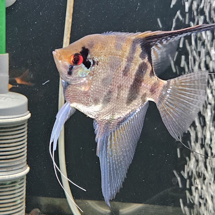 Скалярия пиной клоун рио нанай