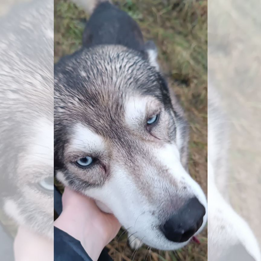 Сибирский хаски потерялся