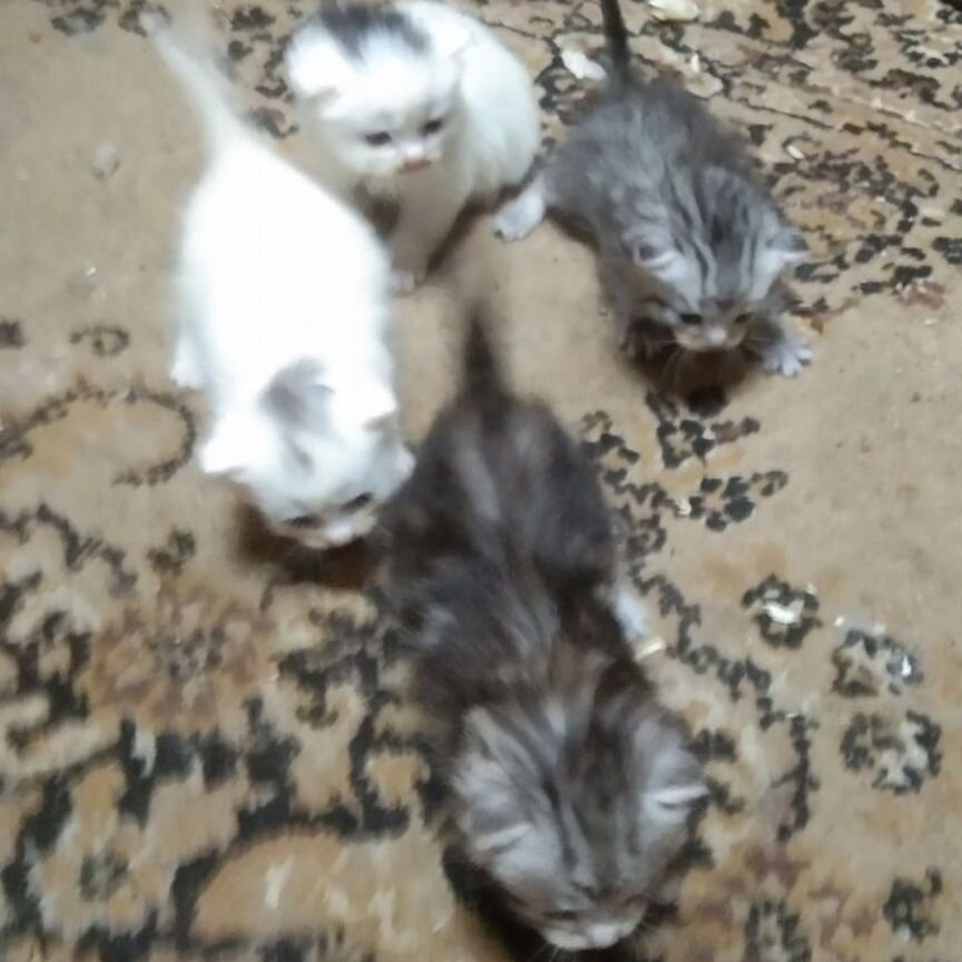 Котята шотландские