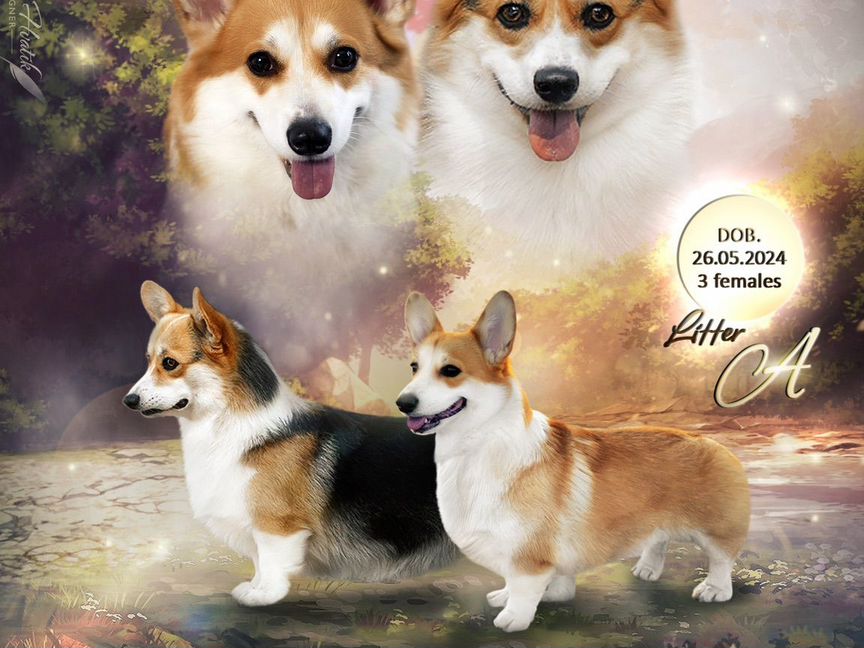 Щенки Вельш-корги пемброк бронирование