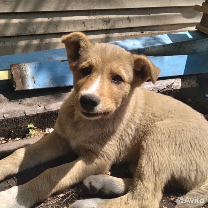 Щенок, смышленый красавец, очень нужен дом