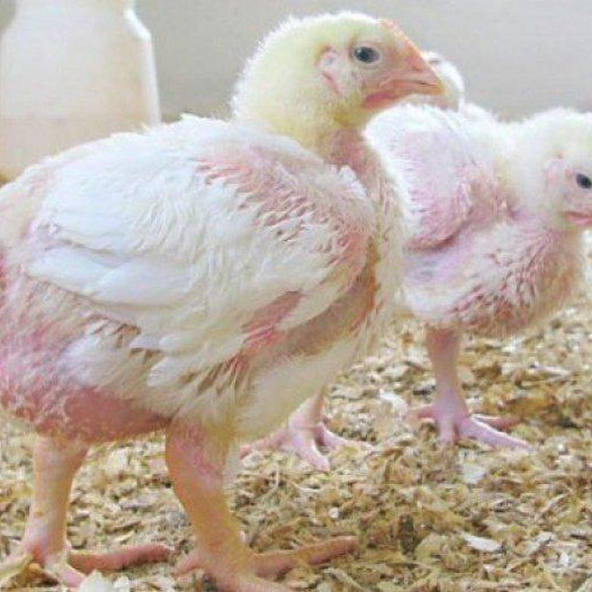 Бролеры подрощеные