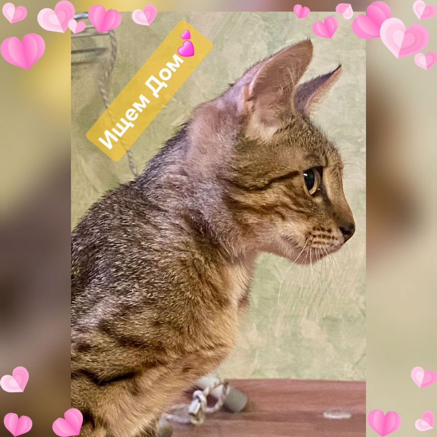 Ищем дом Котенку