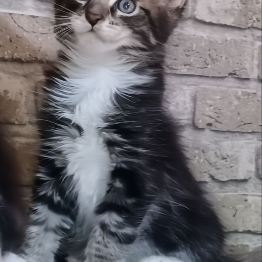 Мейн-кун котёнок