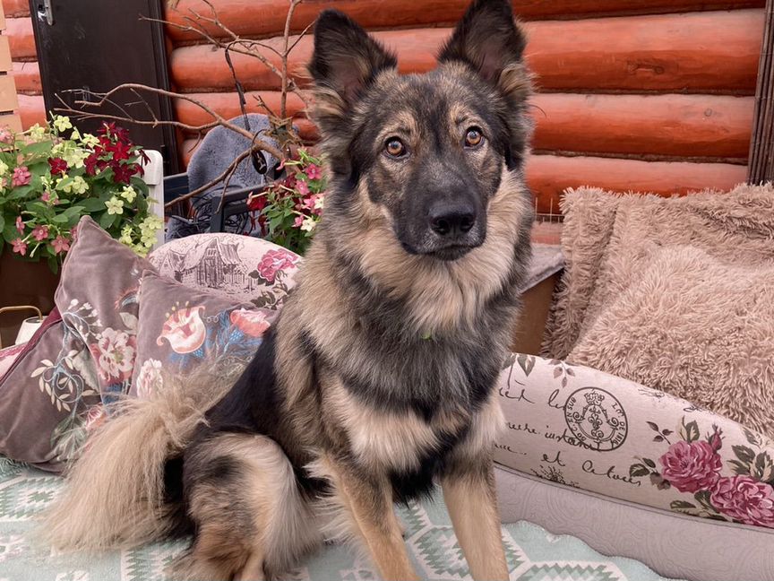 Собака в добрые руки