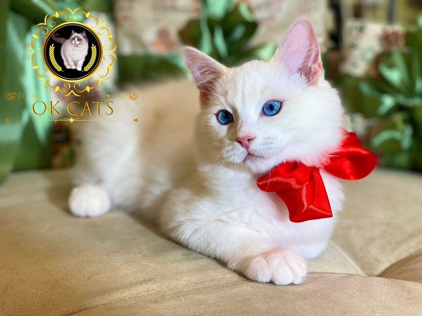 Гиперласковый малыш рэгдолл в редком окрасе