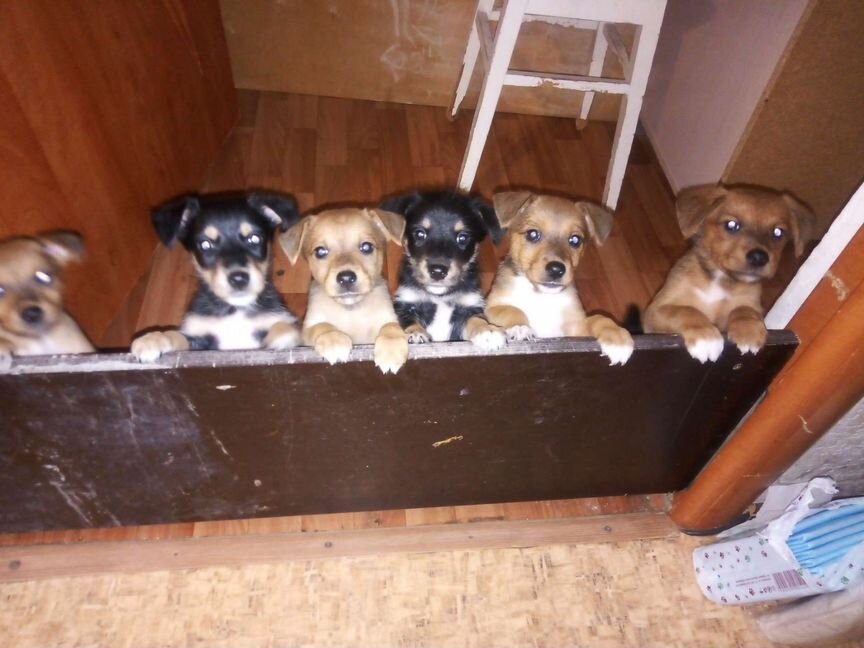Щенки бесплатно
