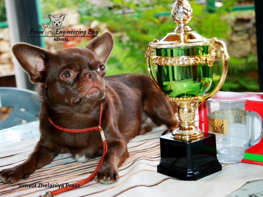 Кобель чихуахуа для вязки