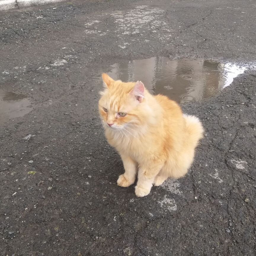 Котик домашний ищет хозяина