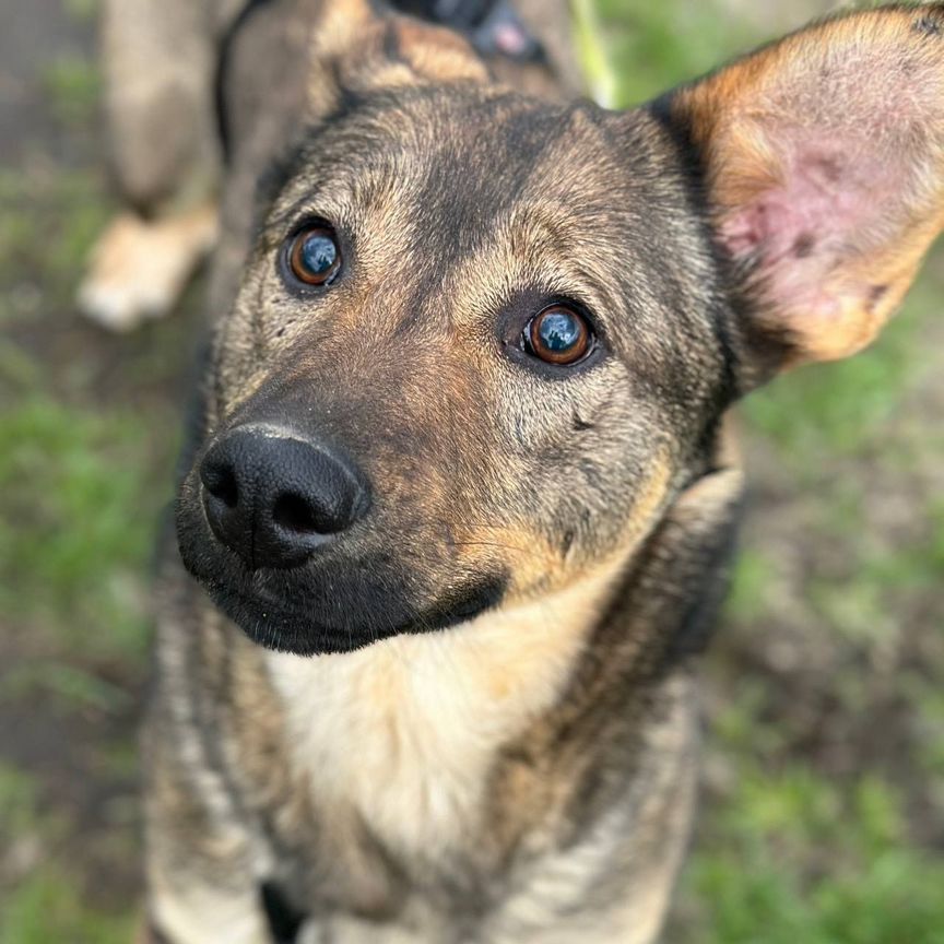 Малышка Лили из приюта в добрые руки