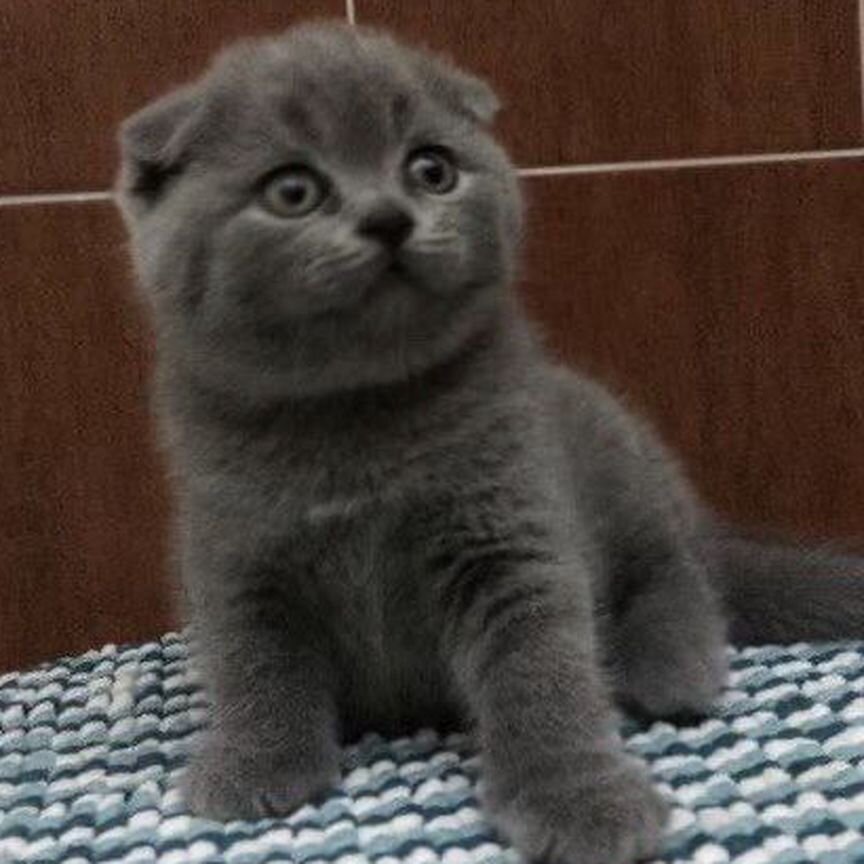 Шотландский вислоухий короткошёрстный котёнок