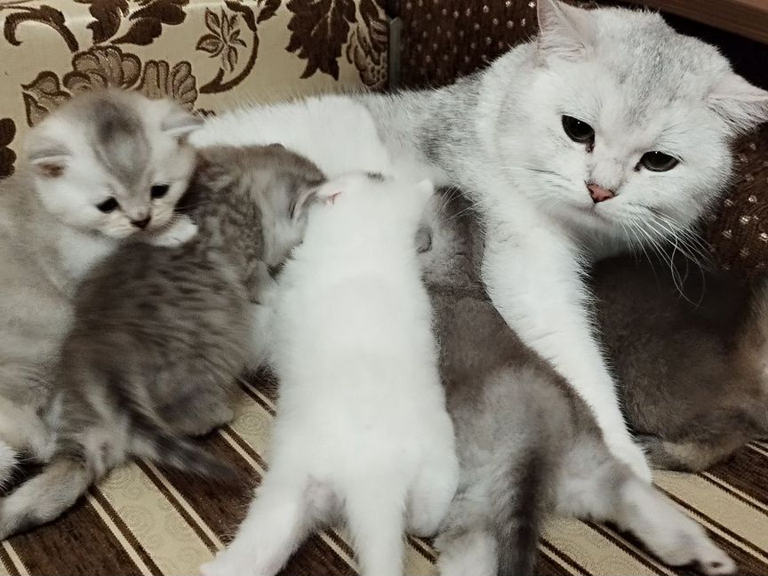 Шотландская кошка