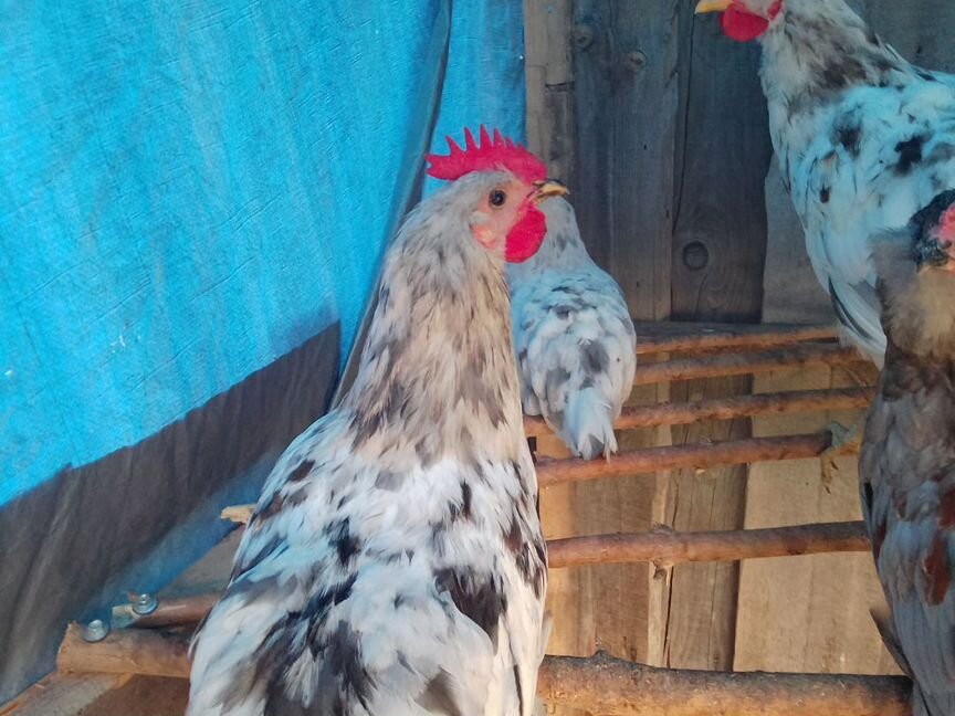 Петухи Сильверруд Блу