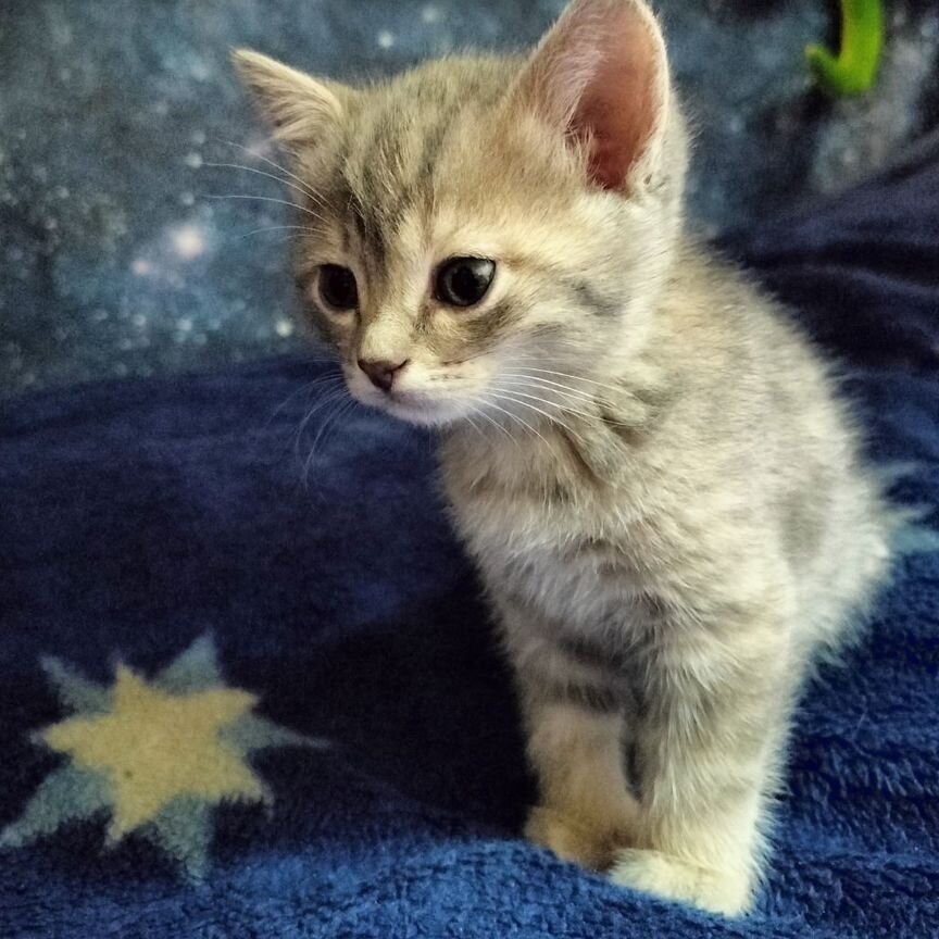 Британский короткошёрстный котёнок