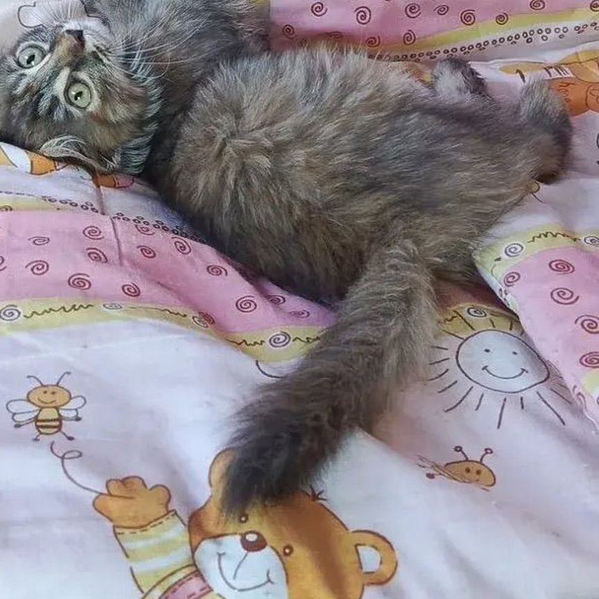 Котёнок в добрые руки