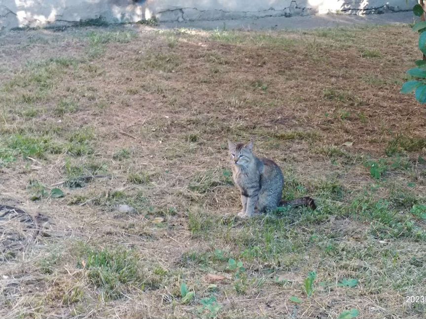 Котик И белка