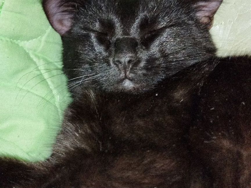 Кот-демон