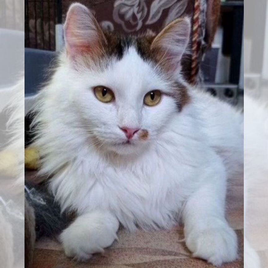 Взрослый кот в добрые руки