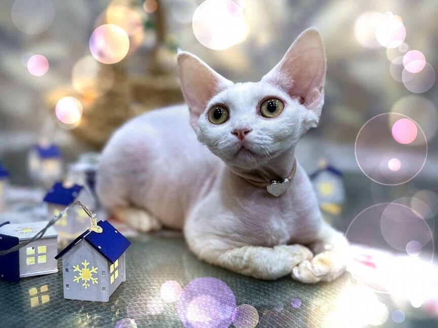 Котята девон-рекс