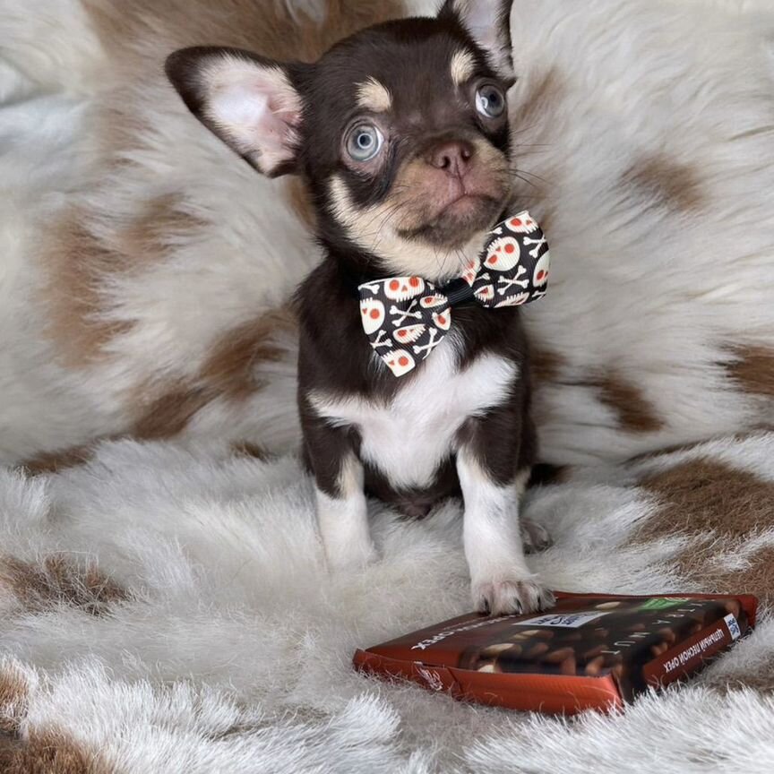 Мальчик chihuahua