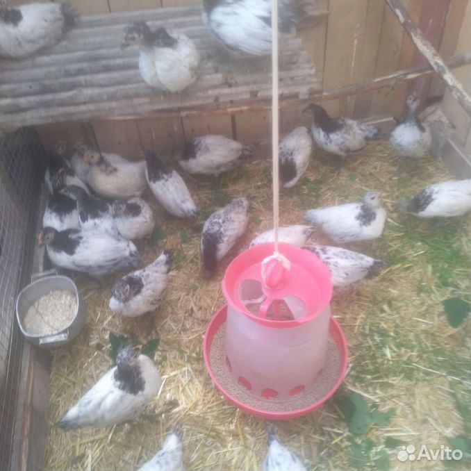 Цыплята Лакенфельдеры