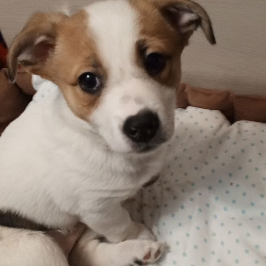 Щенок в добрые руки