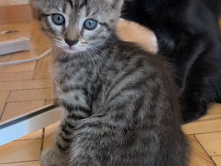 Спасенный из подвала котенок мальчик