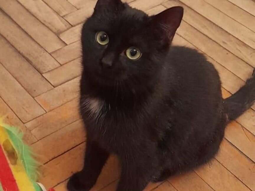 Котёнок подросток в добрые руки