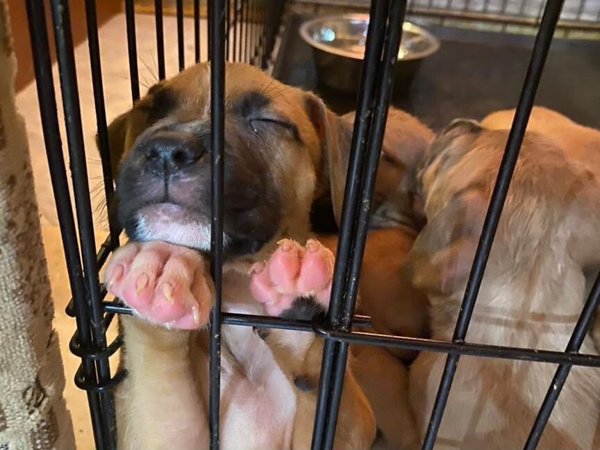 Щенки Американского Стаффорда