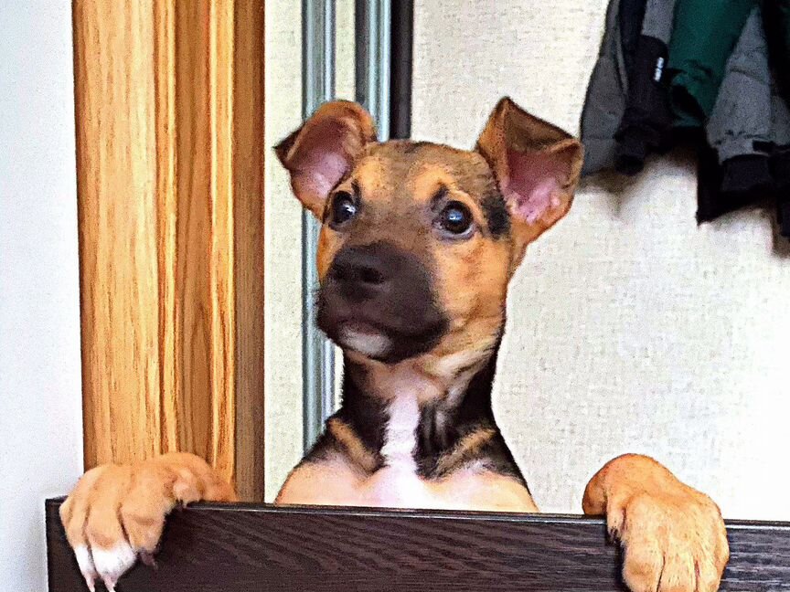 Щенок пинчер