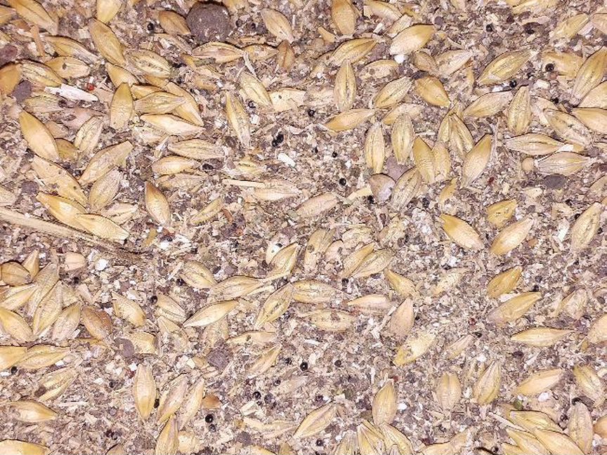 Отдам козу на корм животным