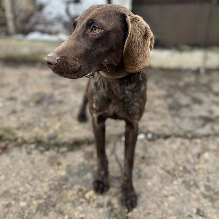 Собака охотничая